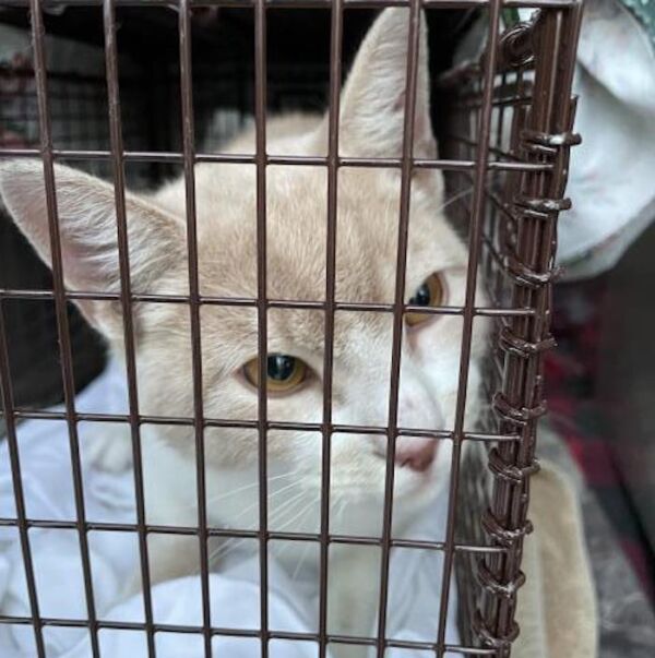 Boston Animal Control, BPHC Report Rabies Positive Case in Dorchester ...