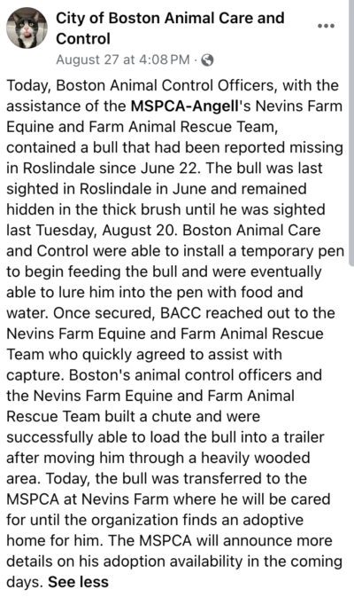 Holy Cow! The missing bull from Boston has been found! - Caught In Dot